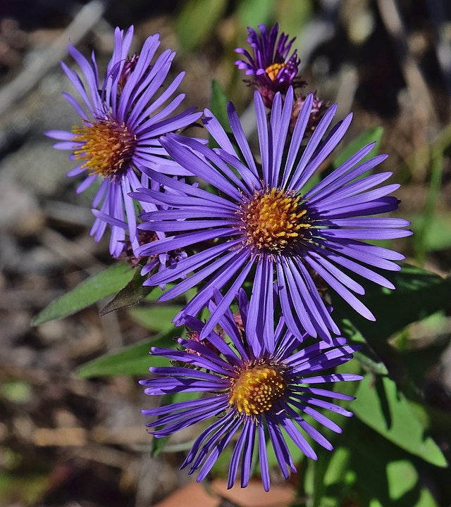 Symphyotrichum novae-angliae - New England Aster | Trees Atlanta's ...