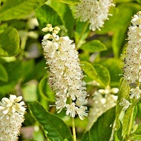Clethra alnifolia 'Hummingbird' - Hummingbird Clethra | Trees Atlanta's ...
