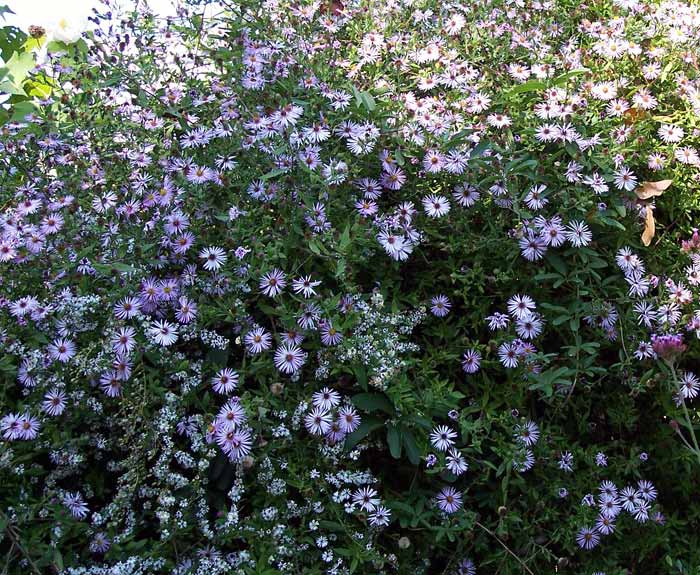 Ampelaster carolinianus - Carolina Climbing Aster | Trees Atlanta's ...