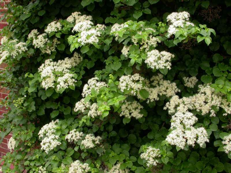 Decumaria barbara - Climbing Hydrangea | Trees Atlanta's Online Store