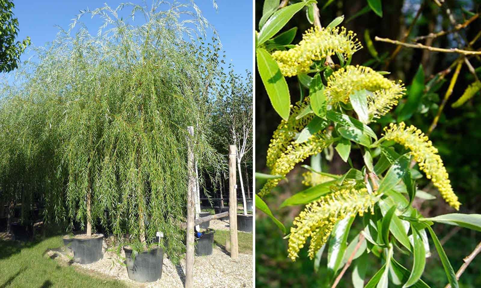 weeping willow flower