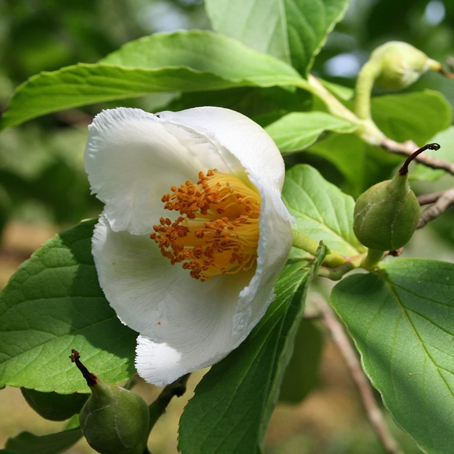 Stewartia pseudocamellia - Japanese Stewartia | Trees Atlanta's Online ...