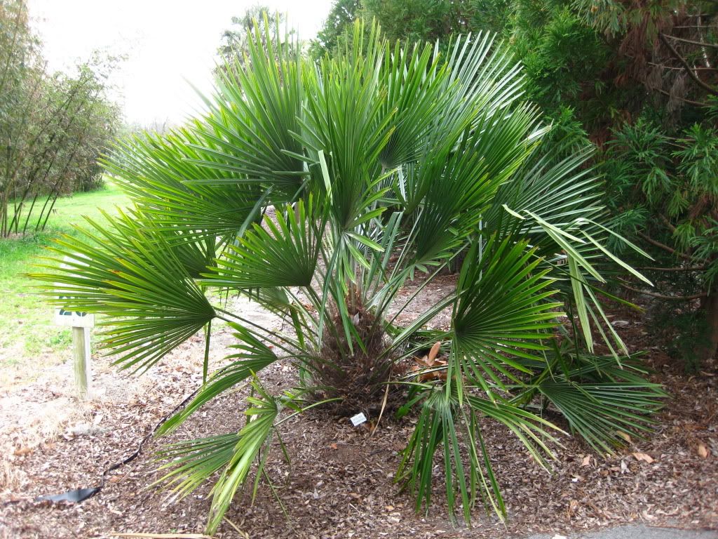needle palm