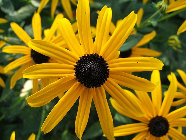 Rudbeckia fulgida - Black Eyed Susan | Trees Atlanta's Online Store