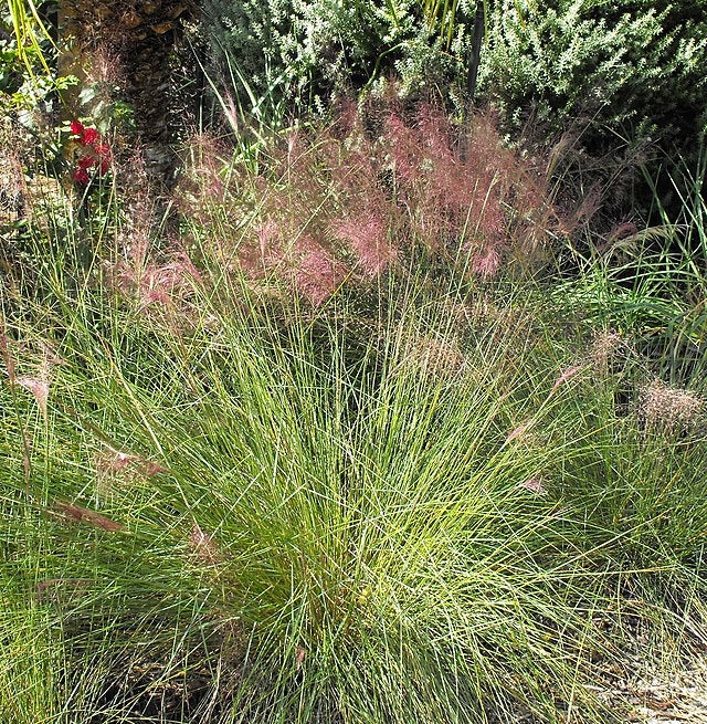 Muhlenbergia capillaris - Pink Muhly Grass | Trees Atlanta's Online Store