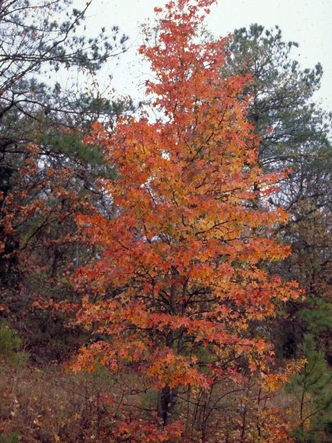 Acer leucoderme - Chalk Maple | Trees Atlanta's Online Store