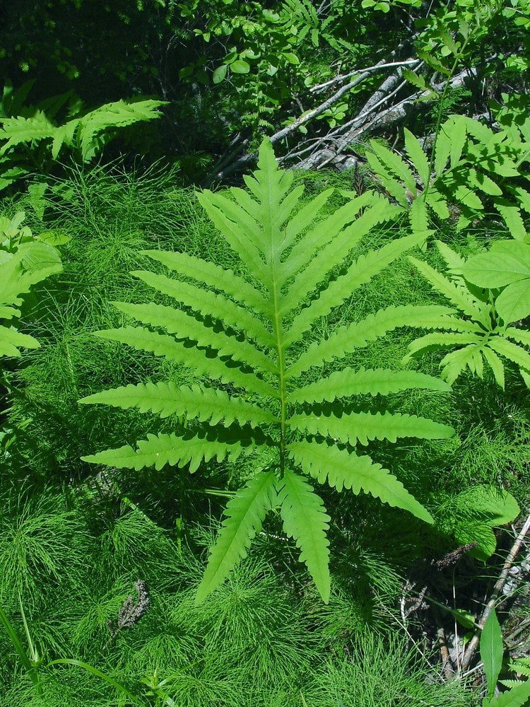 Onoclea sensibilis - Sensitive Fern | Trees Atlanta's Online Store