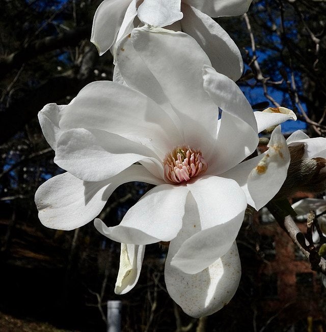 Magnolia x loebneri 'Merrill' - Merrill Magnolia | Trees Atlanta's ...