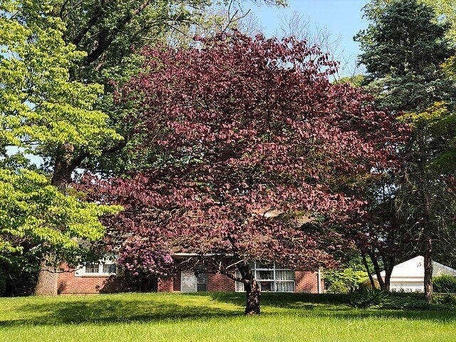 Cercis canadensis 'Merlot' - Merlot redbud | Trees Atlanta's Online Store