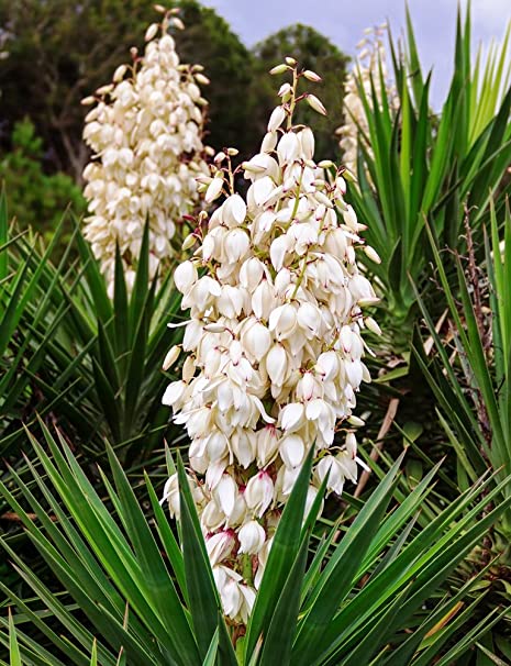 Yucca filamentosa - Adam's Needle | Trees Atlanta's Online Store