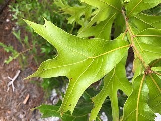 Quercus laevis - Turkey Oak | Trees Atlanta's Online Store