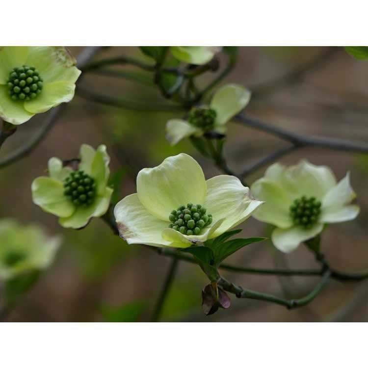 Cornus florida 'Suwannee Squat' - Suwannee Squat Flowering Dogwood ...