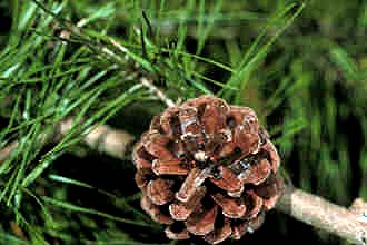 Pinus glabra - Spruce Pine | Trees Atlanta's Online Store
