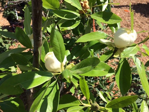 Sweetbay Magnolia Moonglow