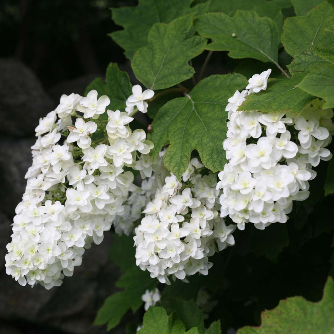 Hydrangea quercifolia 'Brido' - Snowflake Oakleaf Hydrangea | Trees ...