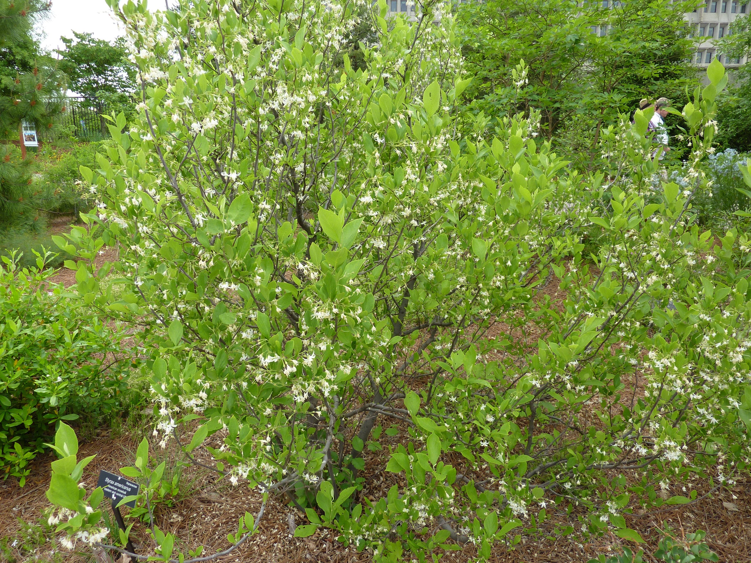 Styrax americanus - American Snowbell | Trees Atlanta's Online Store