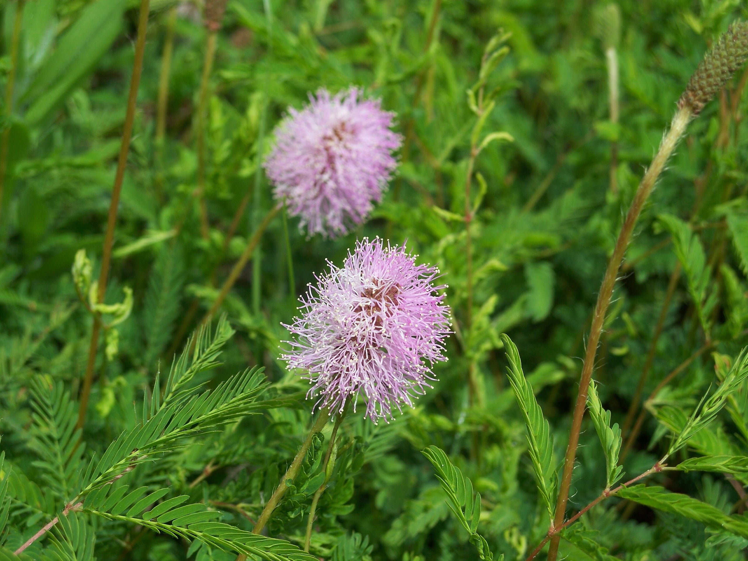 Mimosa strigillosa - Sunshine Mimosa | Trees Atlanta's Online Store